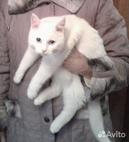 Отдам кота