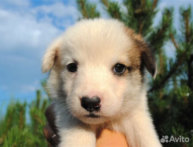 Милая кроха