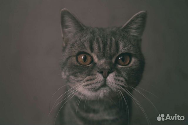 Молодой красивый котик, вязка