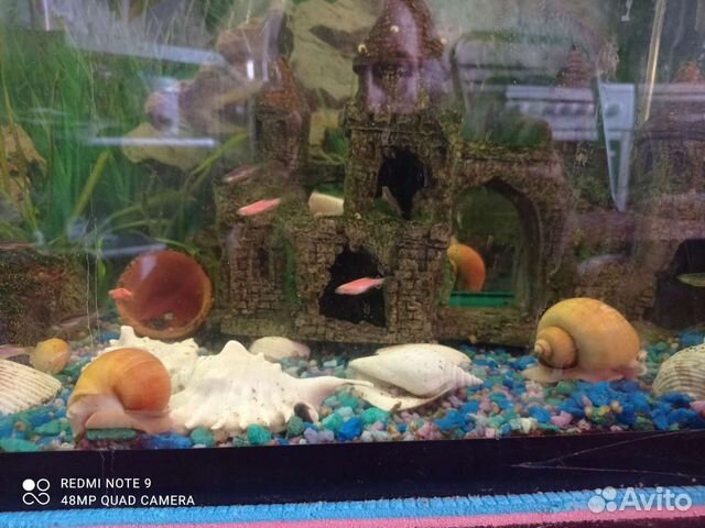 Рыбки данио