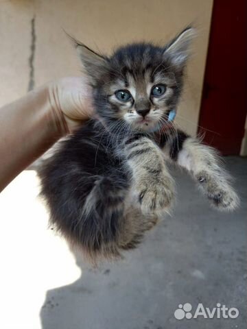 Котёнок с серо-голубыми глазами