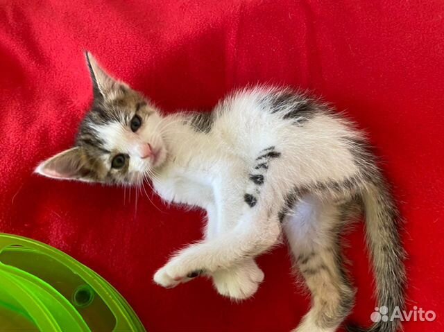 Котенок в добрые руки