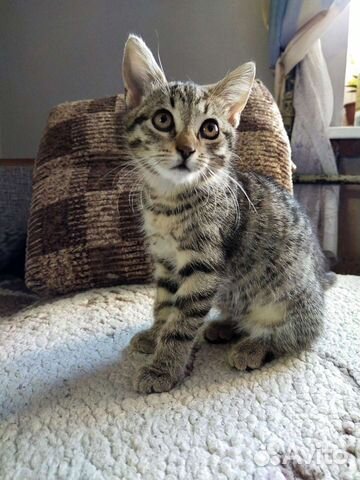 Котята в добрые руки бесплатно