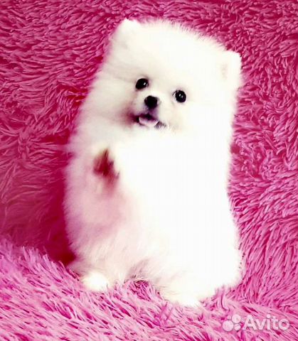 Чудесные мальчишки померашки