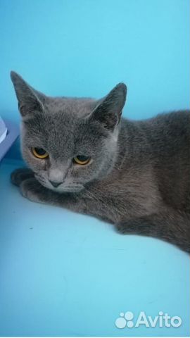 Кошка в ответственные руки