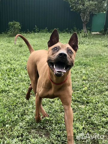 Тайский риджбек щенок