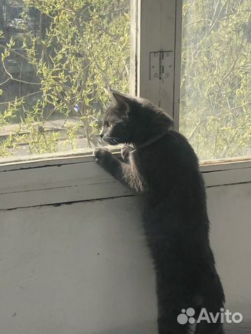 Русский голубой кот