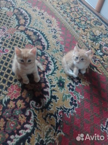 Котята. Мама британка папа безпородистый. Им месяц