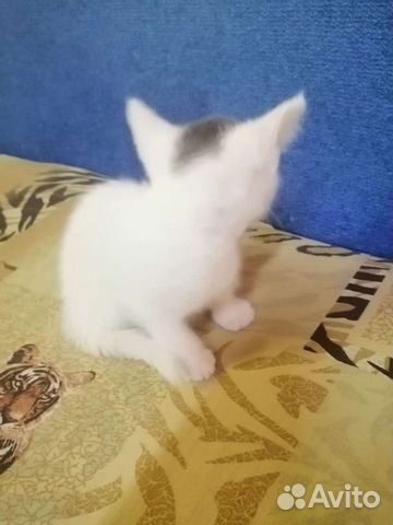 Отдам в добрые руки и заботливые руки котёнка (дев