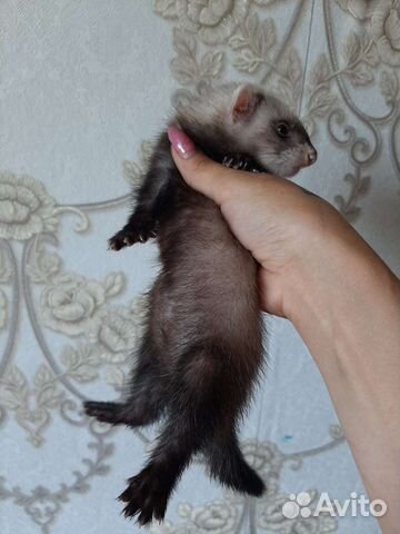Хорек