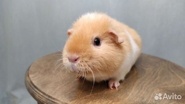 Морска свинка Американский Тедди