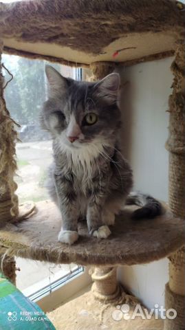 Отдам кота Мирона