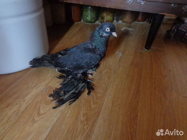 Найдены голуби. Мальчик- девочки. Порода - статные