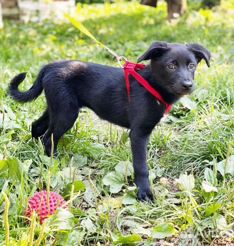 Малышка Черничка ищет дом