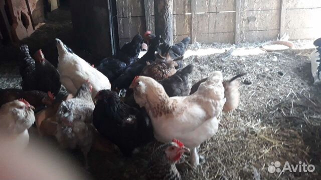 Фавероль лососевая