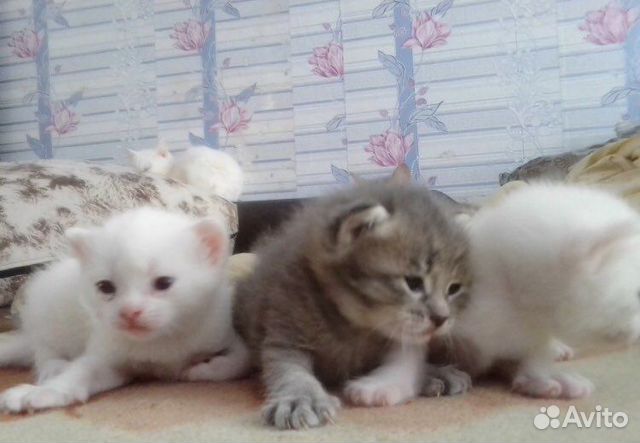 Котята
