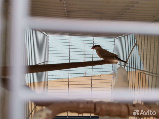 Рисовые амадины