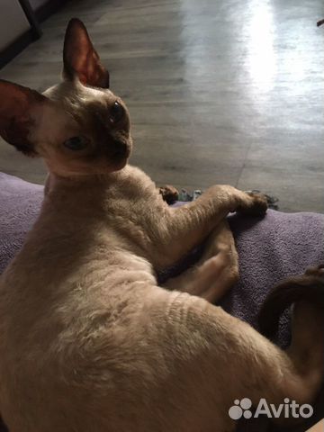 Кошка