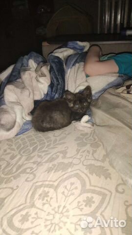 Кошечка в добрые руки