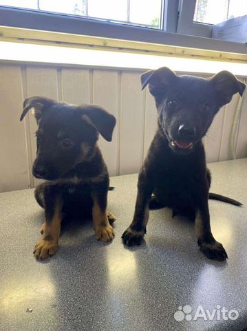 Щенки бесплатно