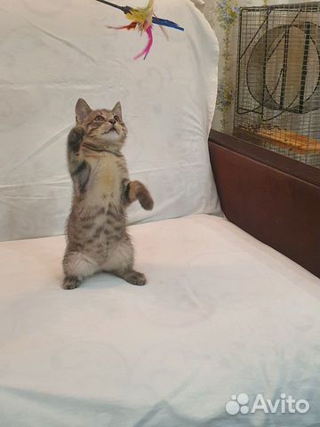 Кошки в добрые руки бесплатно