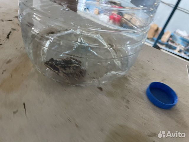 Лягушка редкой породы