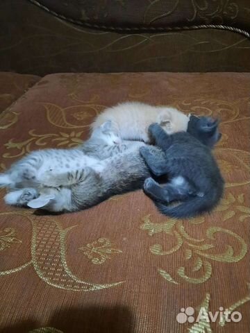 Котята в добрые руки бесплатно