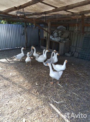 Гусята