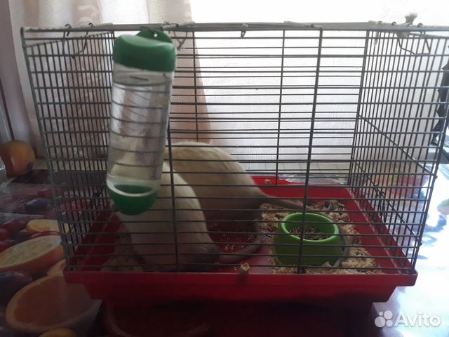 Сиамские крыски