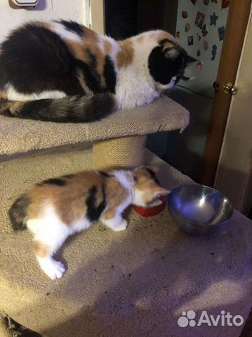 Котенок в добрые руки