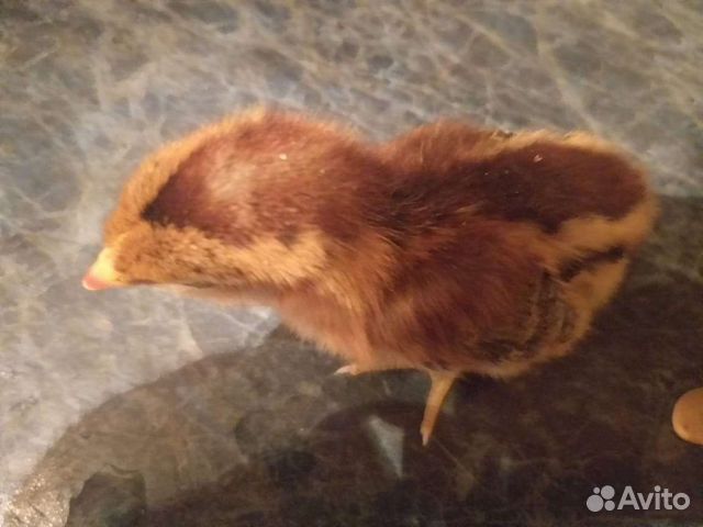 Цыплята Белифельдера