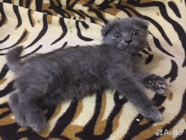 Кошечка Шотланской породы