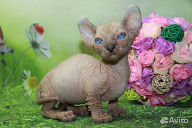 Котик Двельф