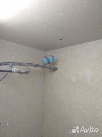 Красноухие астридьды