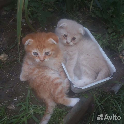 Котята 1,5 и 3 месяца, мама обычная домашняя кошка