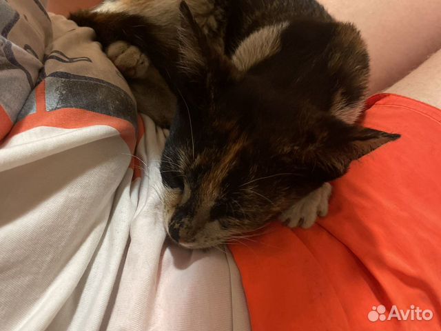 Кот в добрые руки бесплатно