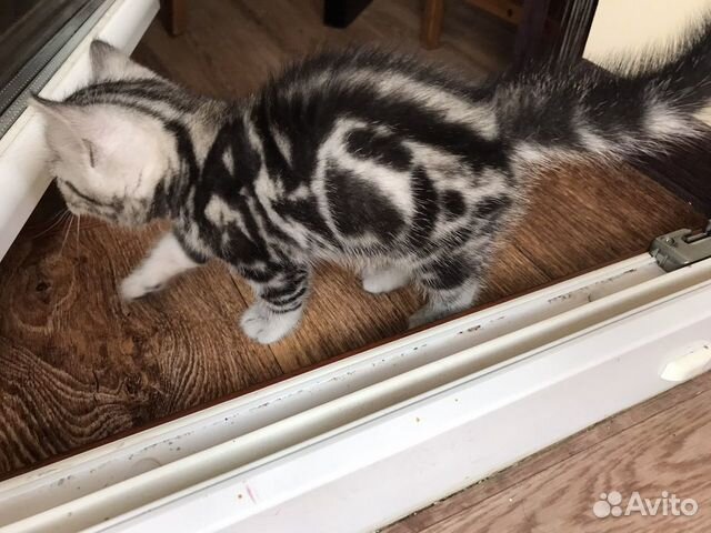 Британский котенок (британочка)