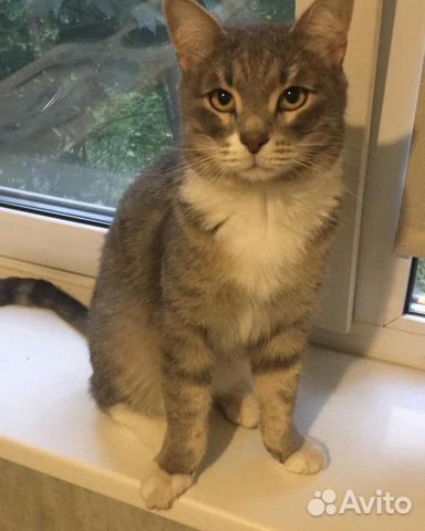 Отдам в добрые руки в дар