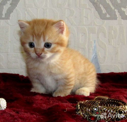Манчкин котик