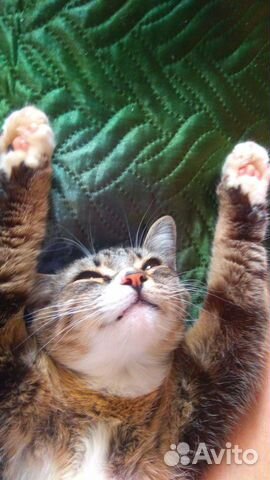 Кошка Сонька