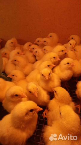 Цыплята бройлеры Арбор Айкрес. Росс-308