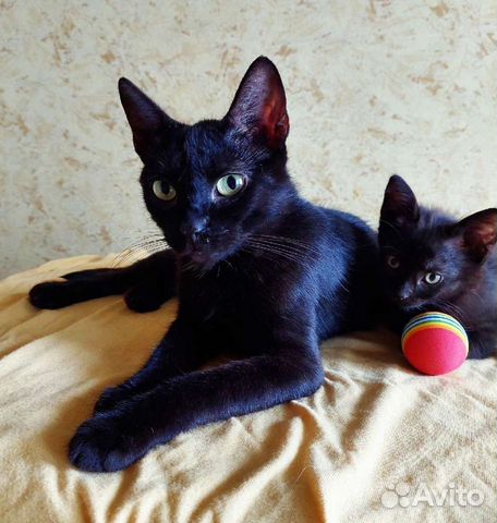 Мамочка и сыночек ищут дом