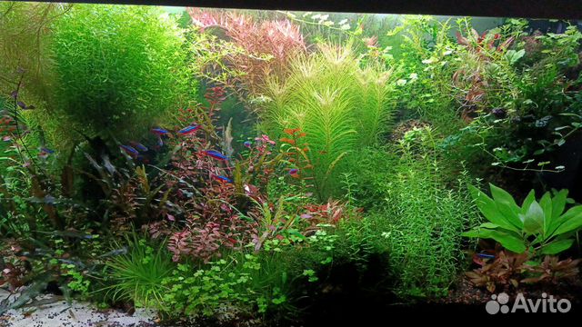 Растения - прополка