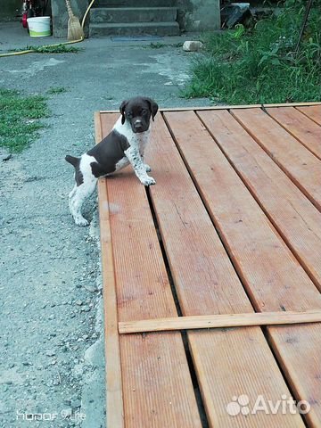 Щенки курцхаара