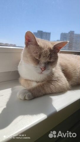 Соня в добрые руки