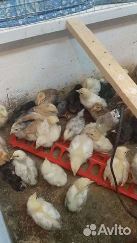 Цыпленок домашний