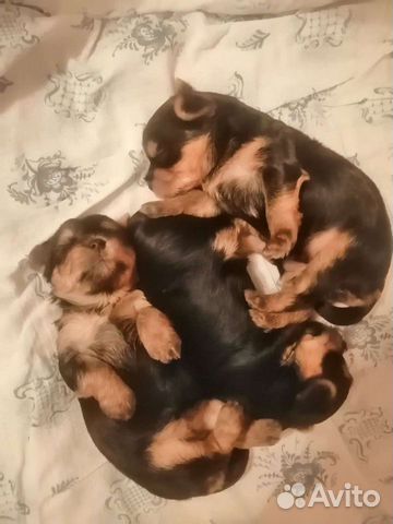 Йоркширский терьер девочка