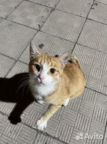 Котик в добрые руки