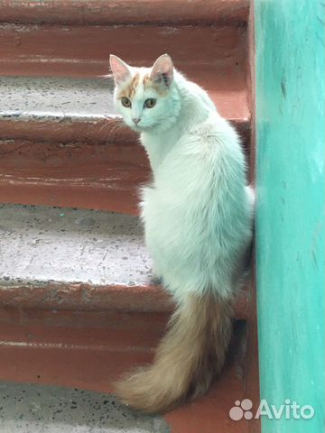 Кошка Турецкий ван