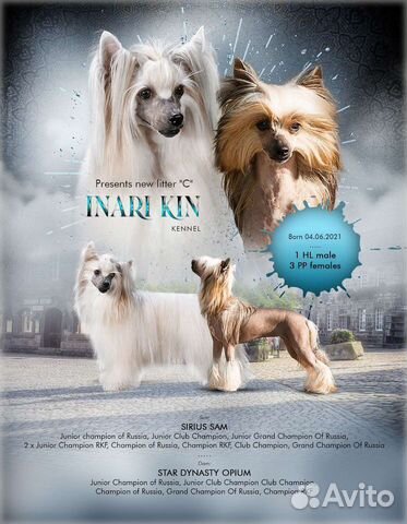 Щенки китайской хохлатой собаки